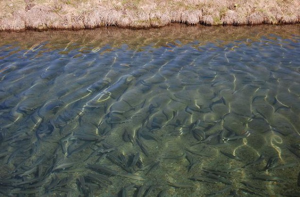 Păstrăvărie din județul Suceava, scoasă la vânzare. Unde se află și ...